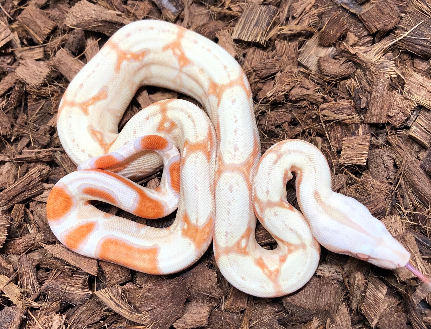 Kahl Albino Jungle 50% Het Sterling Boa Constrictor by John Chausmer ...
