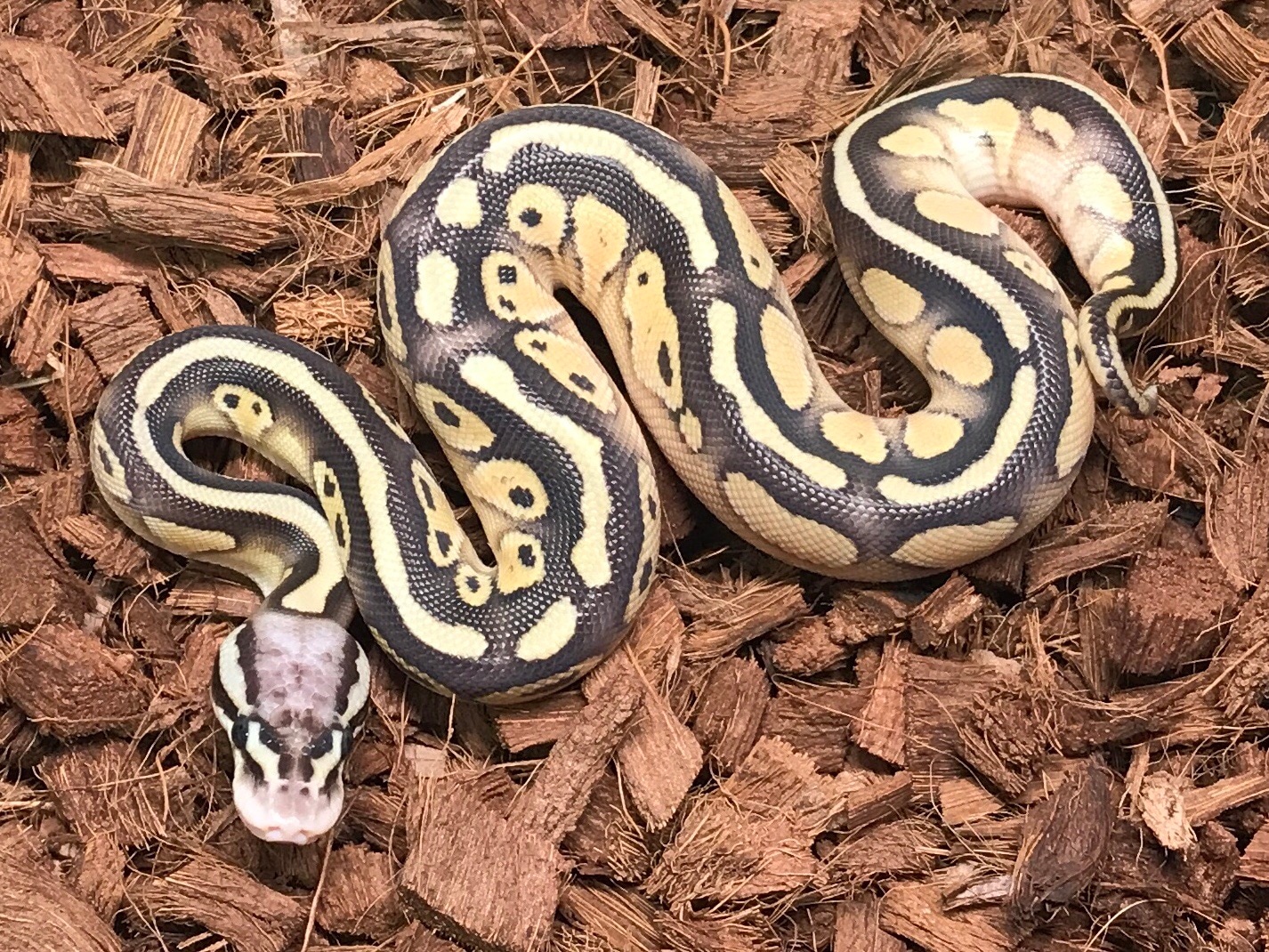 Pastel Lesser Het Clown Ball Python by John Chausmer Reptiles - MorphMarket