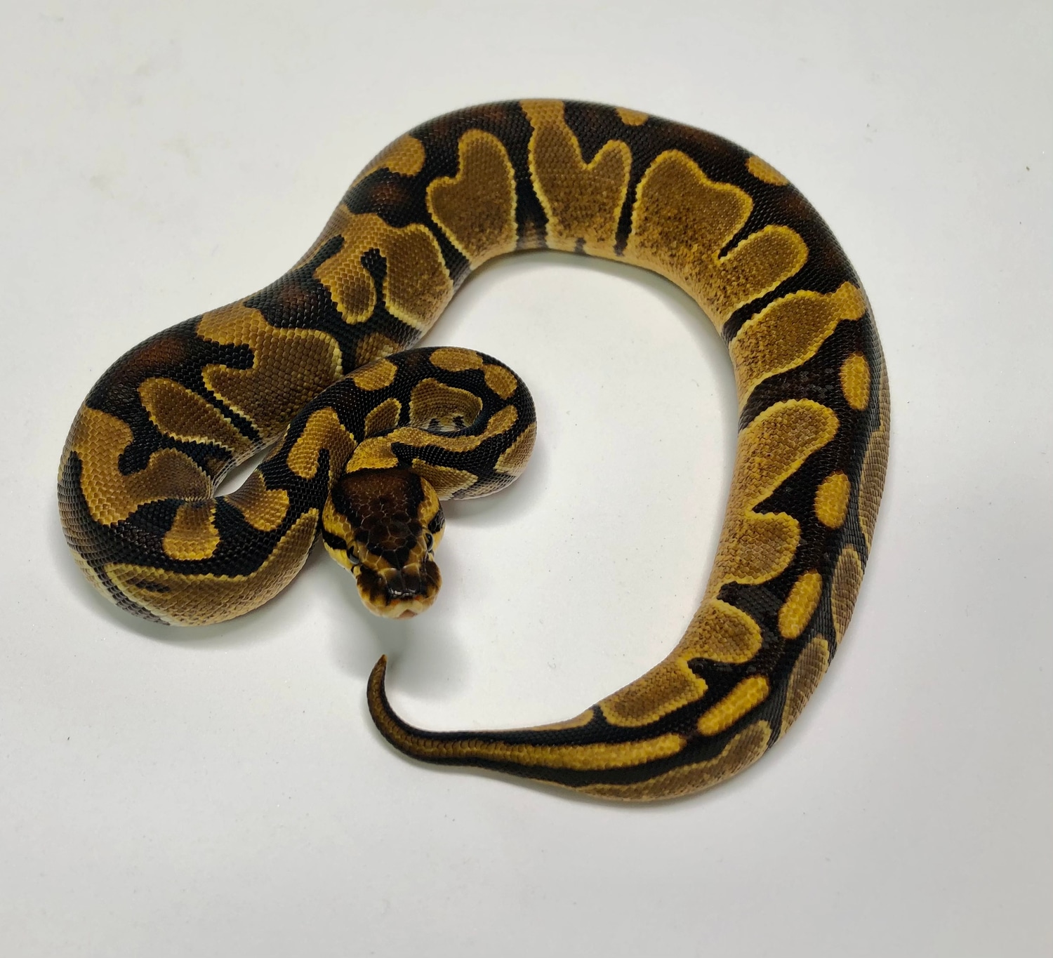 Enchi Het Piebald 50% Het Clown Ball Python by John Chausmer Reptiles ...