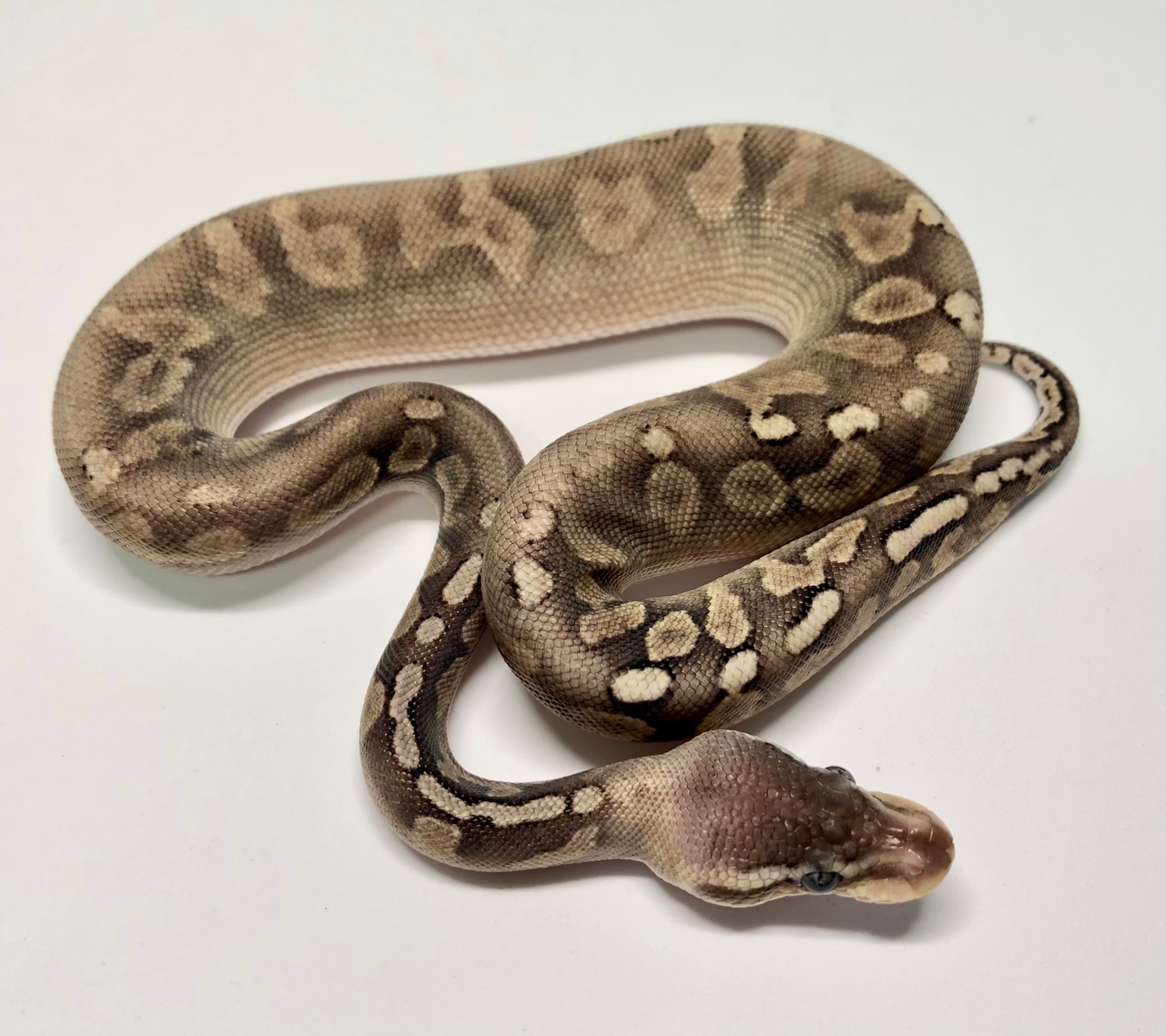 GHI Pewter Ball Python by John Chausmer Reptiles - MorphMarket