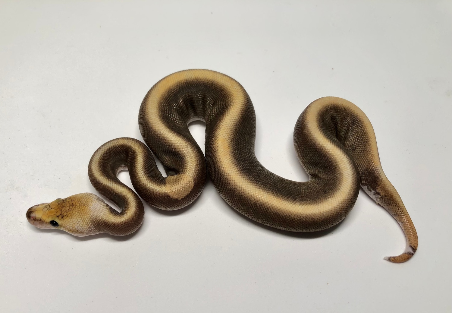 Champagne Cinnamon GHI Ball Python by John Chausmer Reptiles - MorphMarket