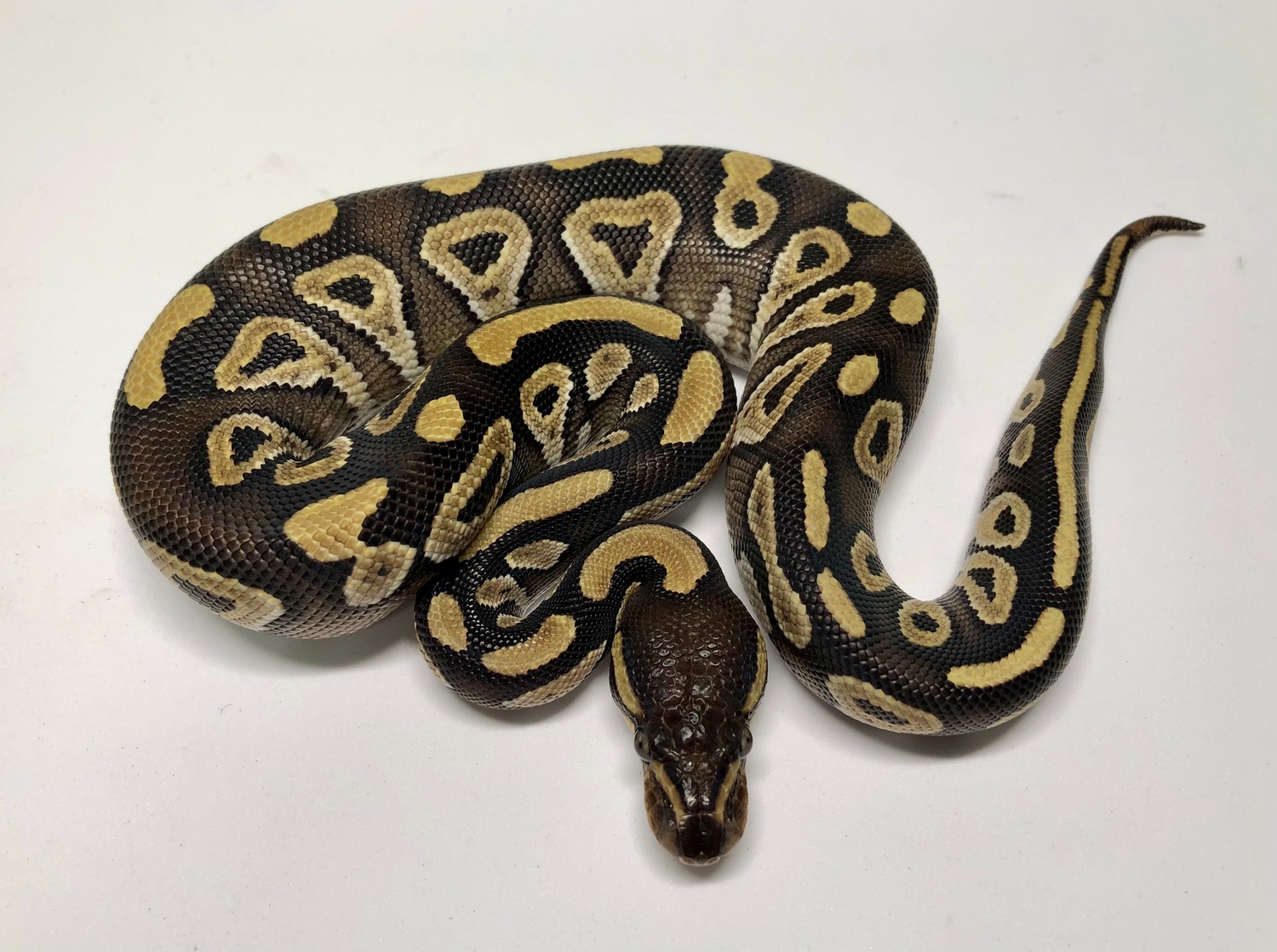 Mojave Ball Python by John Chausmer Reptiles - MorphMarket