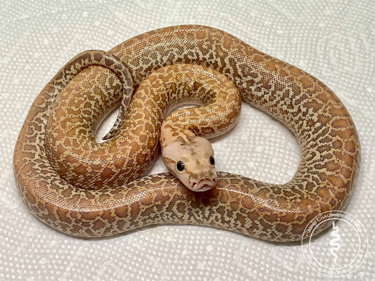Hypo Granite Het Albino Poss Het Green Burmese Python by John Chausmer ...