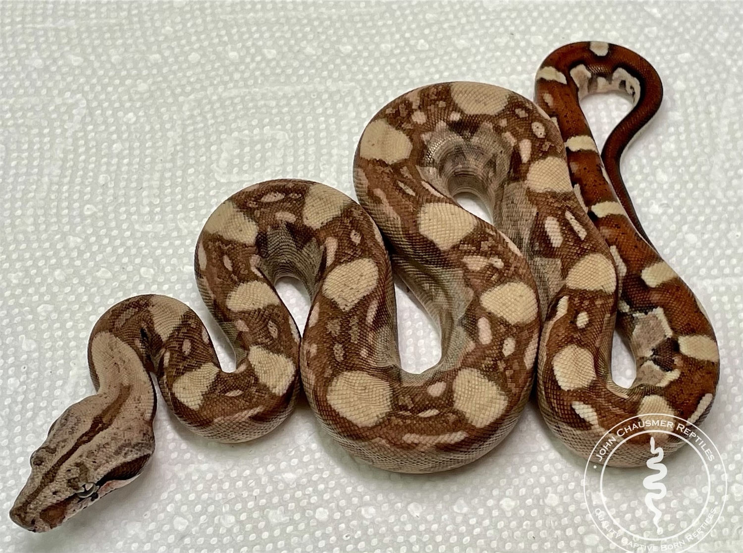 Aztec Parahet Boa Constrictor by John Chausmer Reptiles - MorphMarket