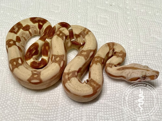 Paraglow Boa Constrictor by John Chausmer Reptiles