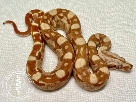 Paraglow Aztec Boa Constrictor by John Chausmer Reptiles