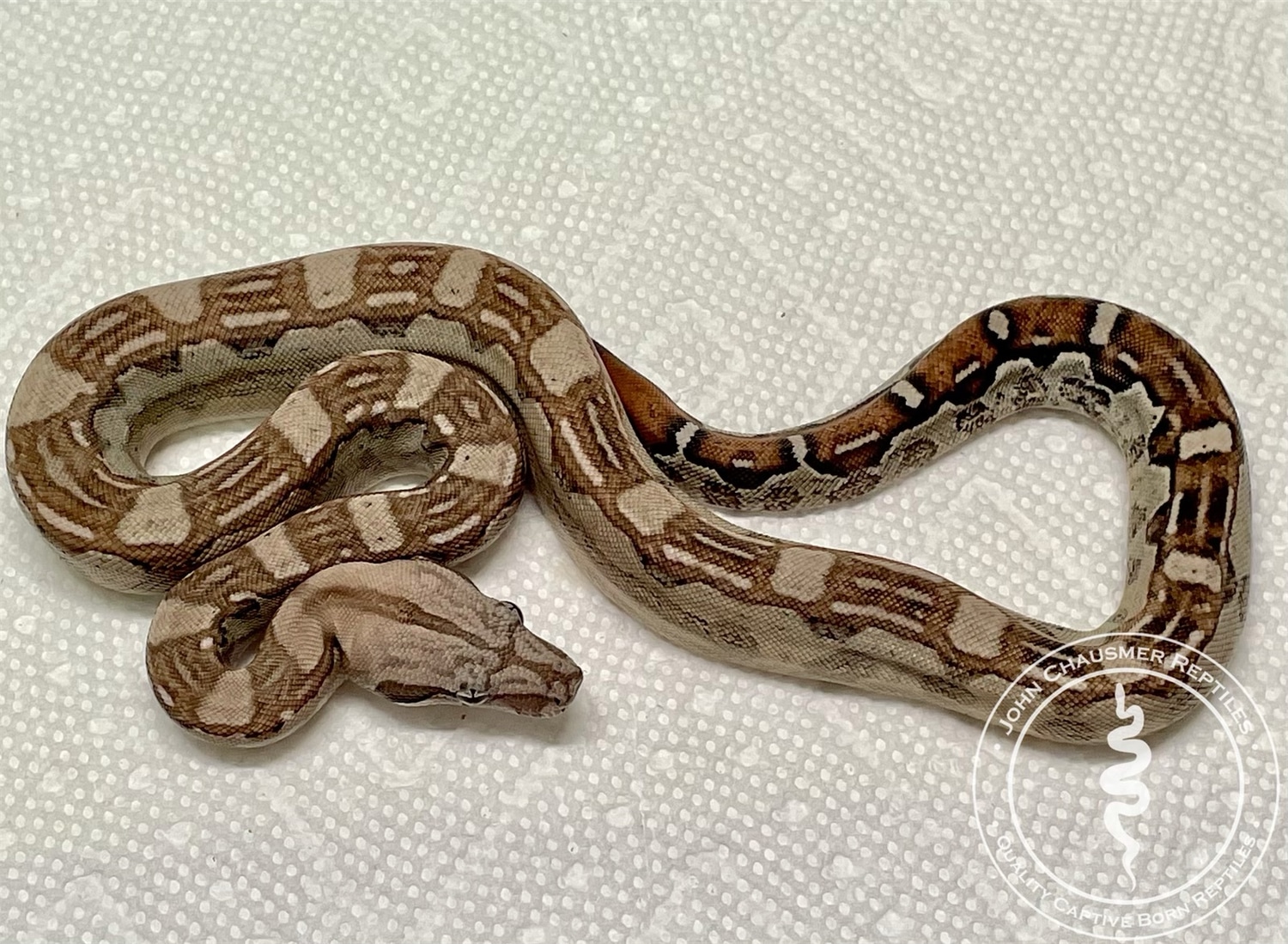 Aztec DH VPI Snow Boa Constrictor by John Chausmer Reptiles - MorphMarket