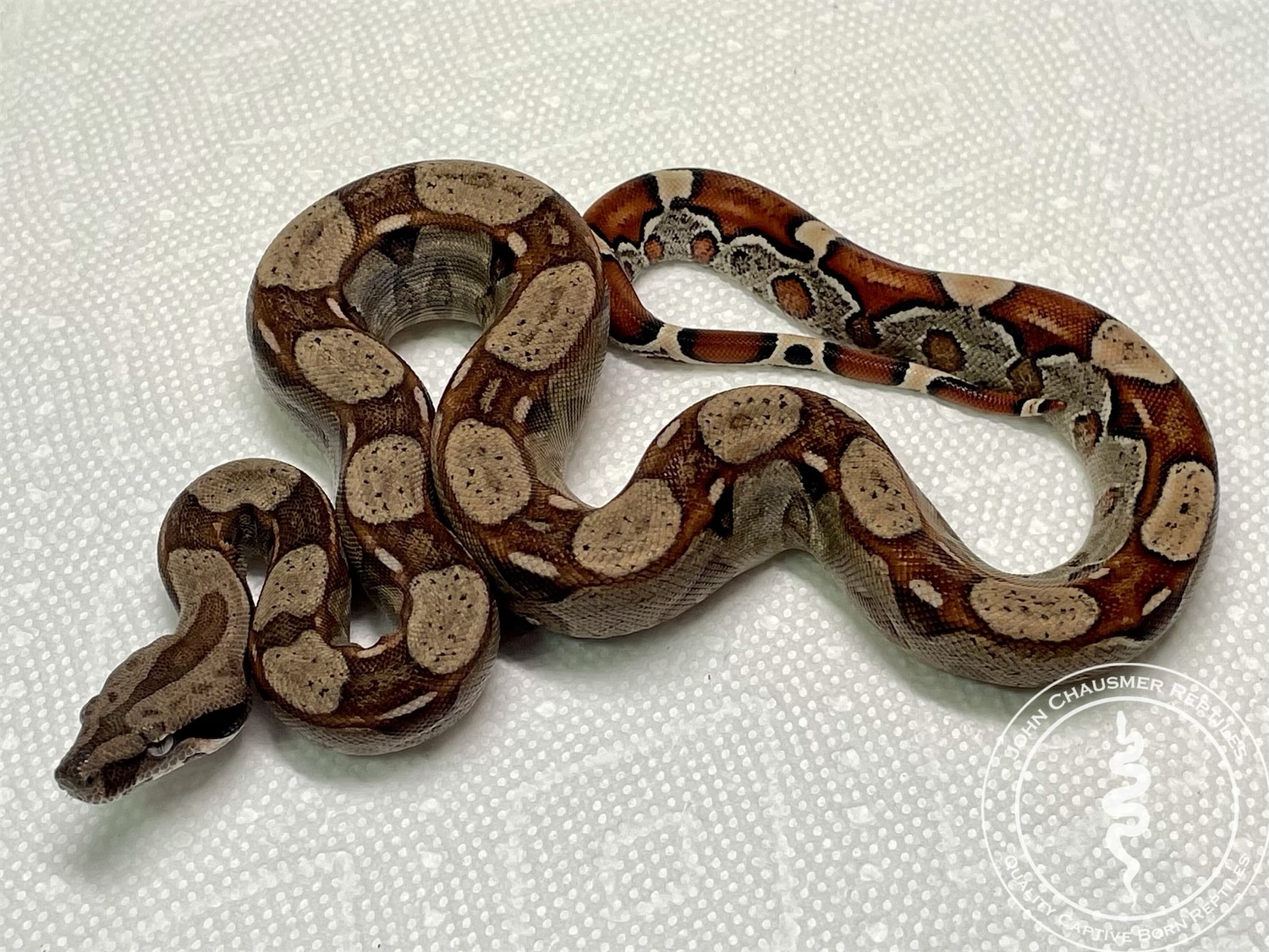 Roswell Ladder Tail Het Anery Boa Constrictor by John Chausmer Reptiles ...