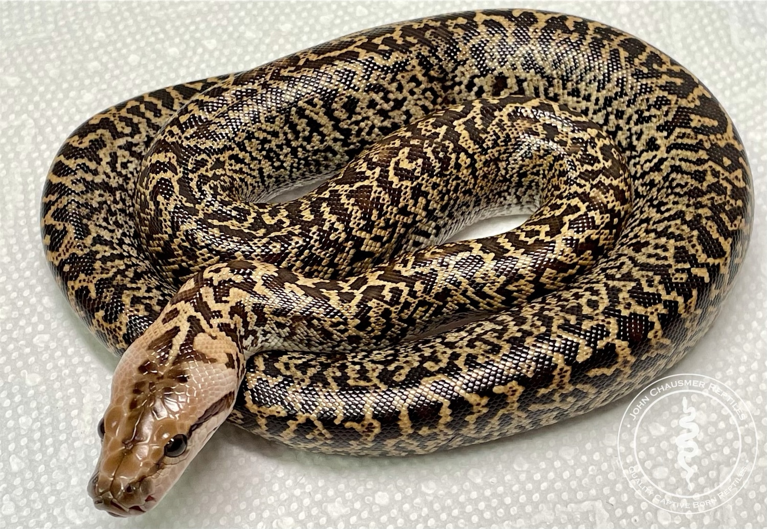 Granite Het Albino Poss Her Green Burmese Python by John Chausmer ...