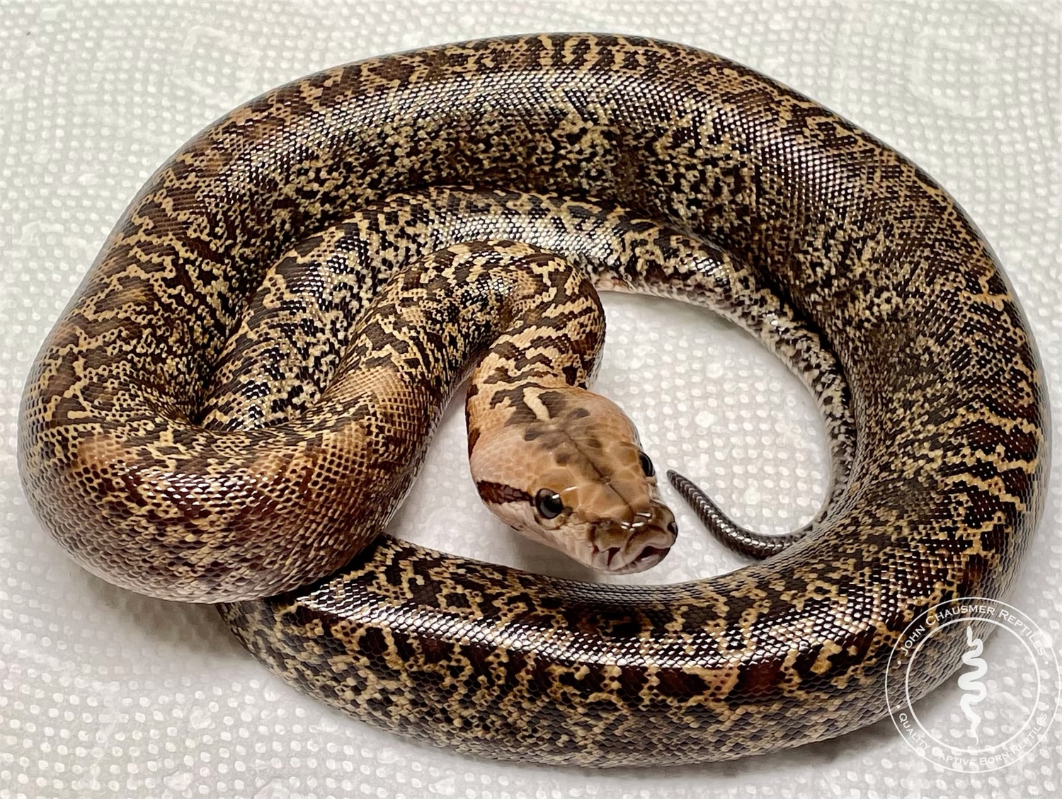Granite Het Albino Poss Her Green Burmese Python by John Chausmer ...
