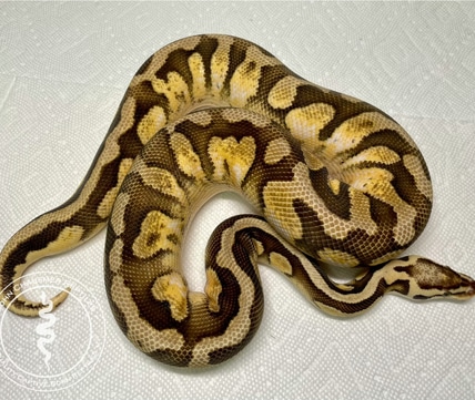 Fire Het Clown Ball Python by RepXotica - MorphMarket