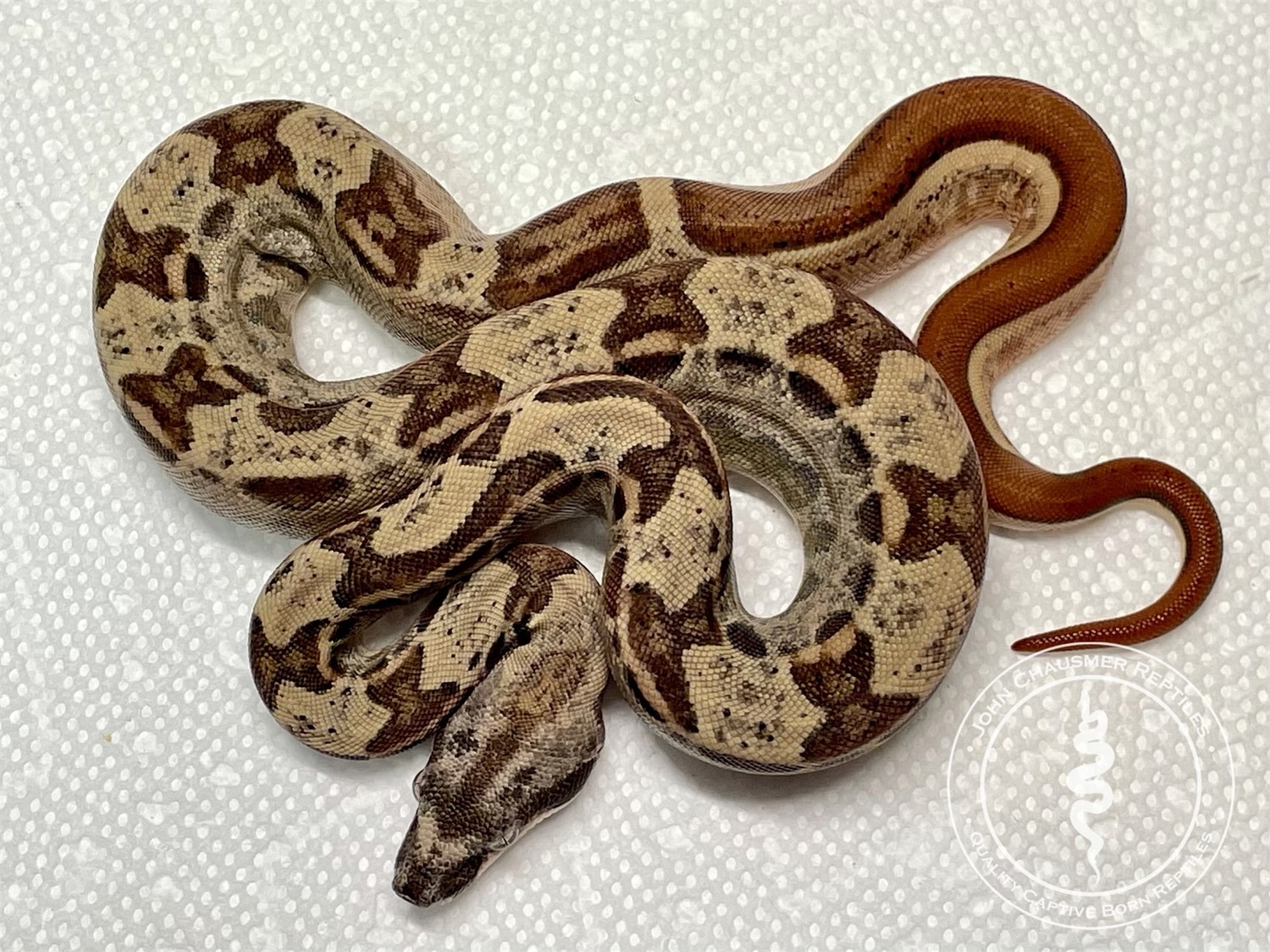 Hypo Jungle Motley 50% Het Anery Boa Constrictor by John Chausmer ...