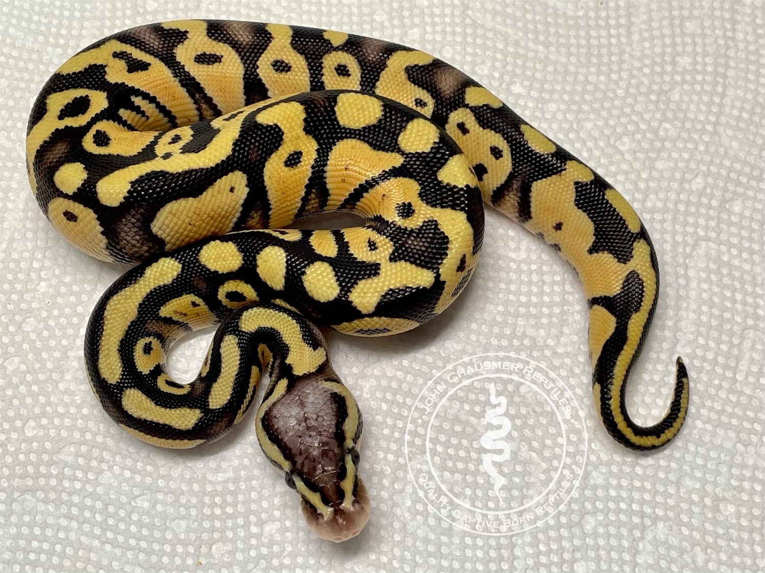 FireFly Het Clown Ball Python by John Chausmer Reptiles - MorphMarket