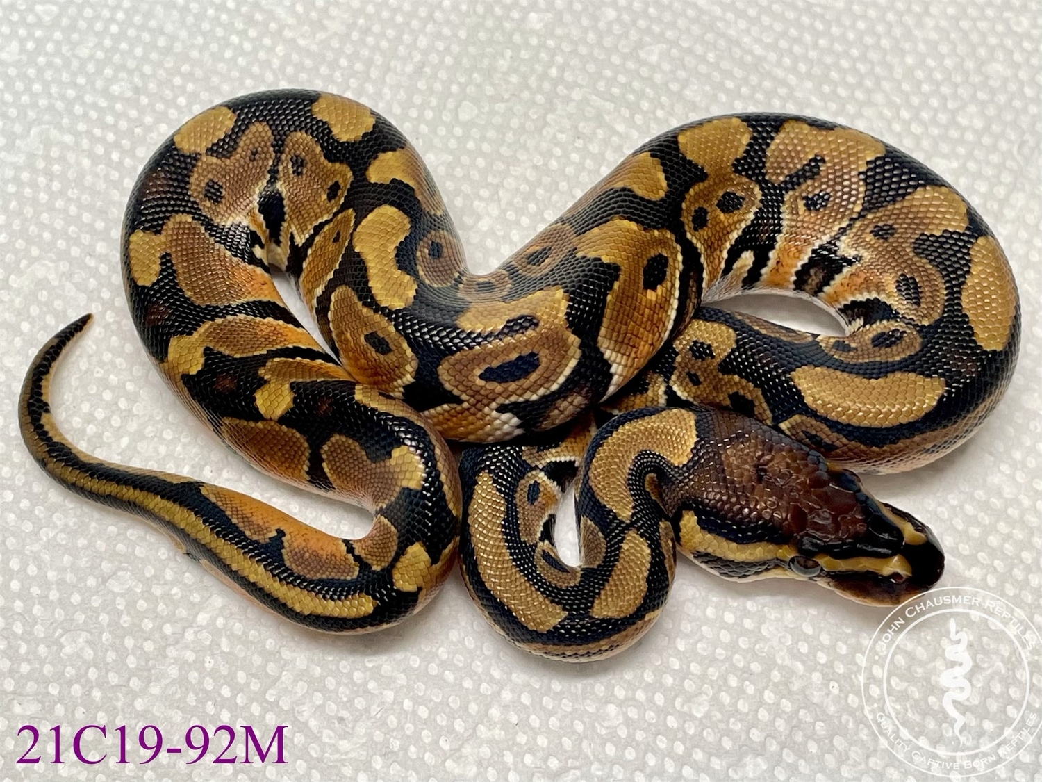 DH Albino/Clown Ball Python by John Chausmer Reptiles - MorphMarket
