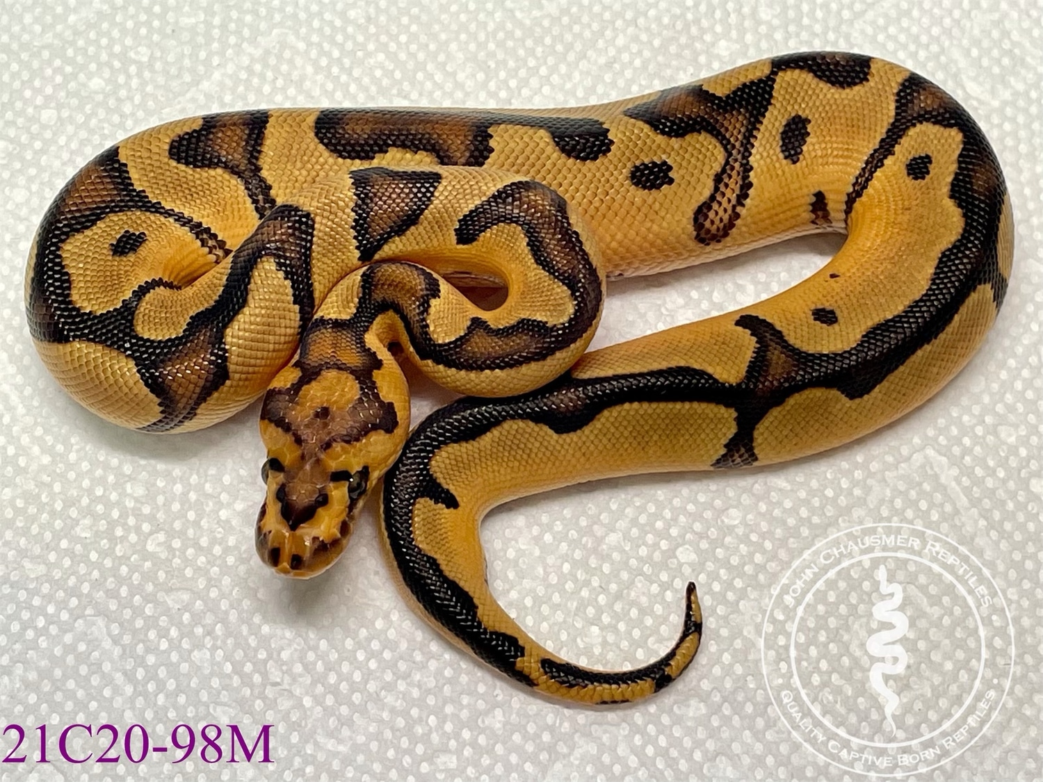 Fire Clown Ball Python by John Chausmer Reptiles - MorphMarket