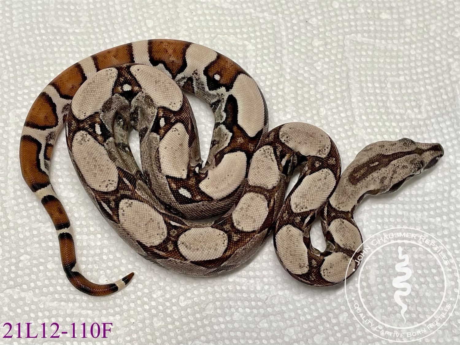 Jungle Het Snow Boa Constrictor by John Chausmer Reptiles - MorphMarket