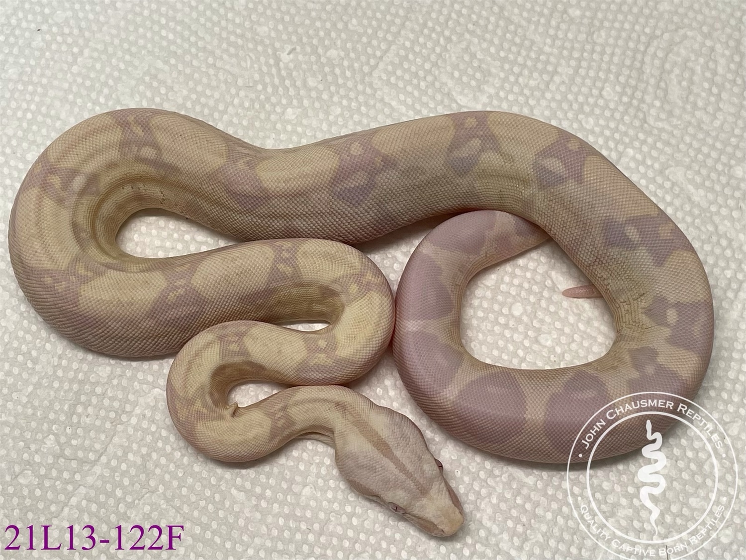 Moonglow Boa Constrictor by John Chausmer Reptiles - MorphMarket