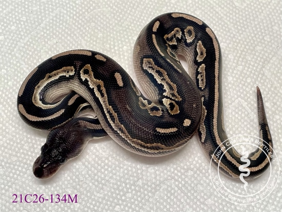 Cinnamon Blackhead Mojave Ball Python by John Chausmer Reptiles