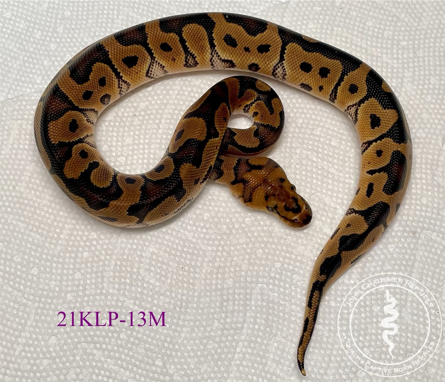 YB Clown Ball Python by John Chausmer Reptiles - MorphMarket