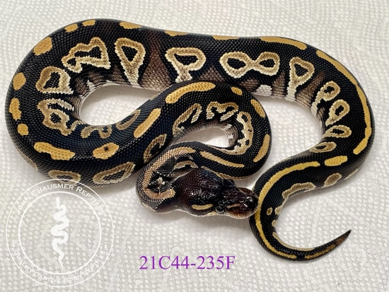 Mojave Blackhead Ball Python by John Chausmer Reptiles