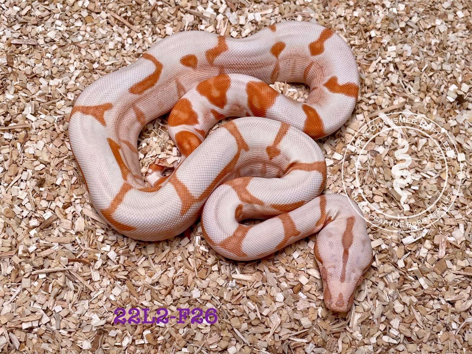 Pos Super Sunglow Jungle Boa Constrictor by John Chausmer Reptiles ...