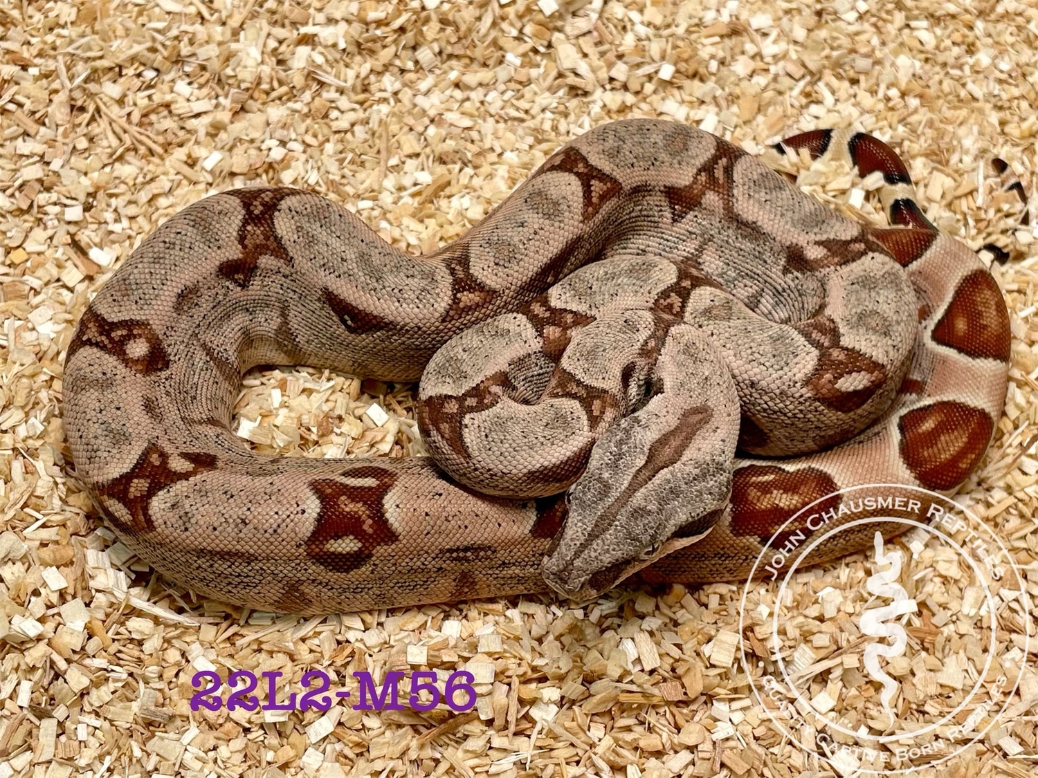 Hypo Het Kahl Albino Boa Constrictor by John Chausmer Reptiles - MorphMarket