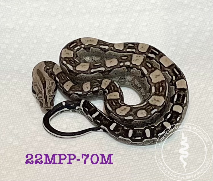 Anery Aztec Pos Jungle Boa Constrictor by John Chausmer Reptiles ...