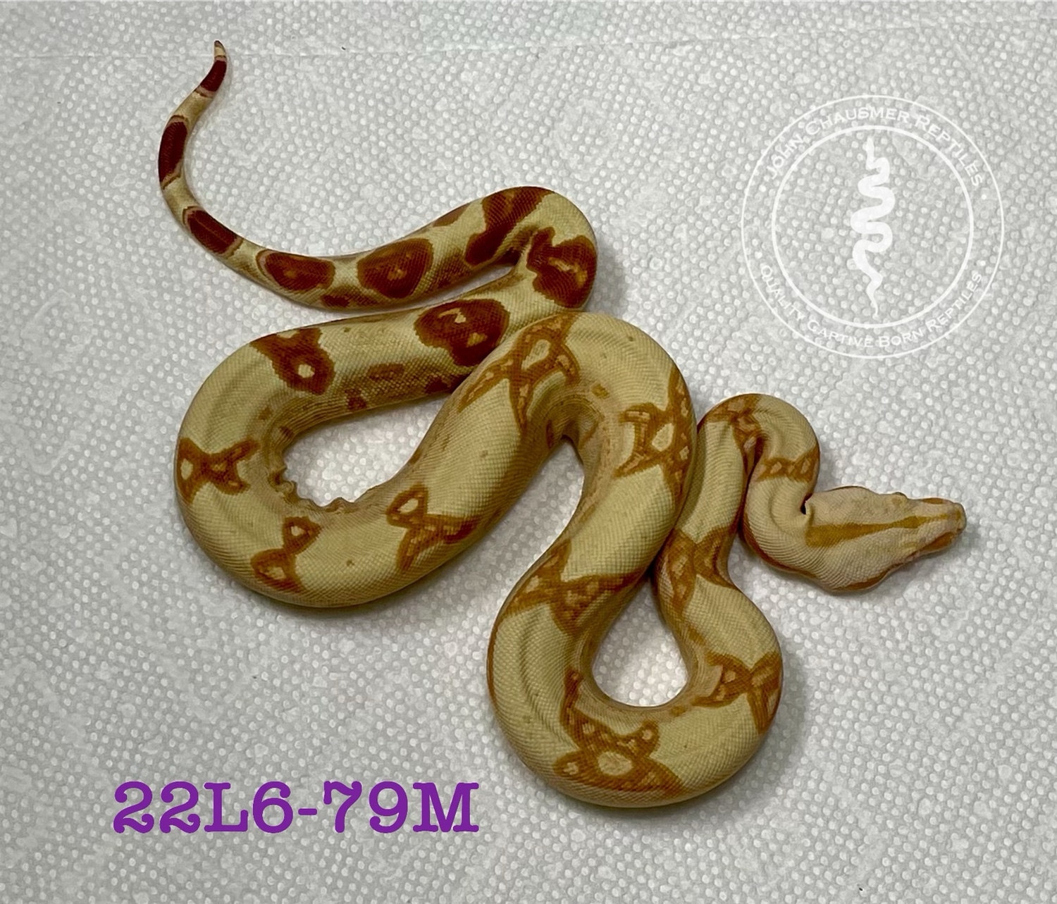 Sharp Sunglow Boa Constrictor by John Chausmer Reptiles - MorphMarket