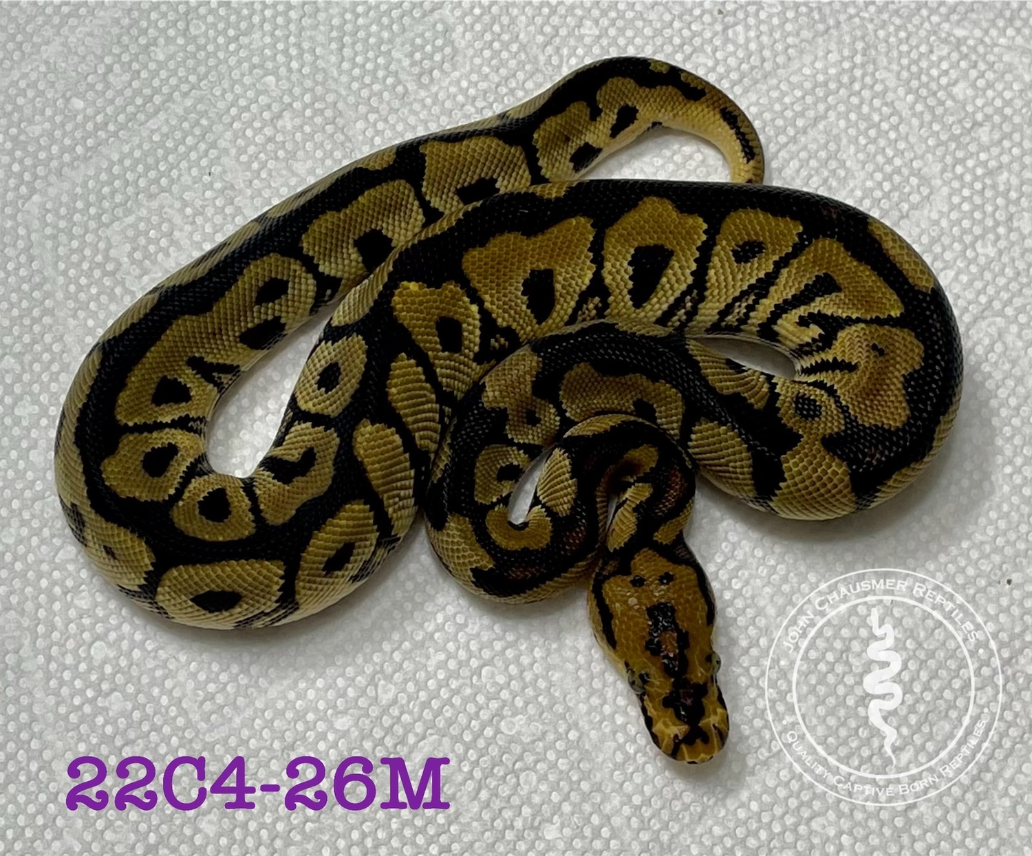 Vanilla Spotnose Clown Ball Python by John Chausmer Reptiles - MorphMarket
