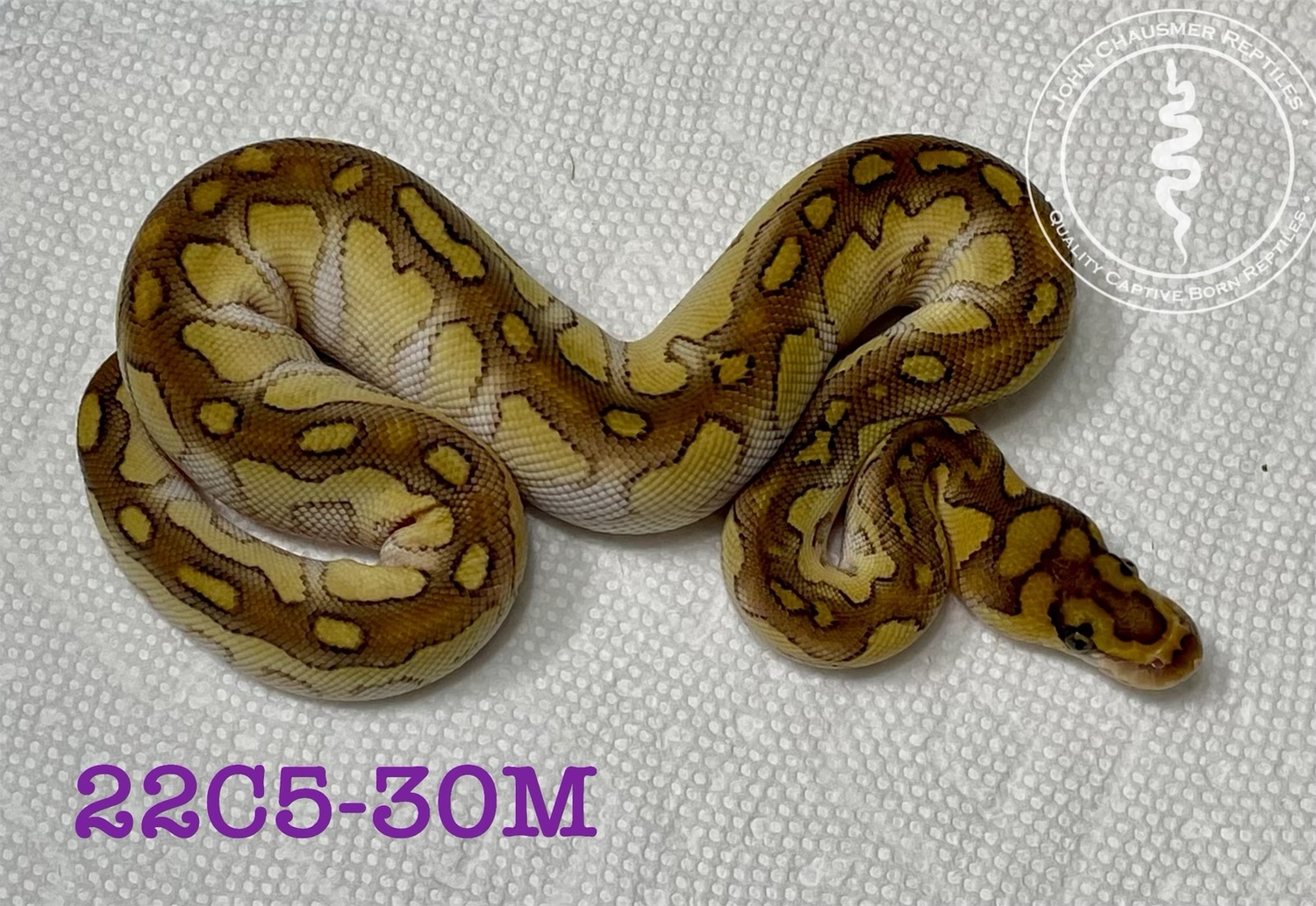 Butter Clown 50% Het DG Ball Python by John Chausmer Reptiles - MorphMarket