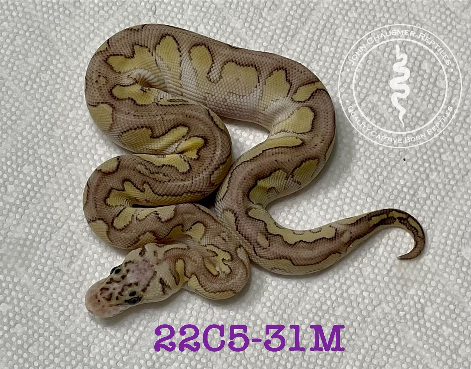 Pastel Butter Enchi Clown 50% Het DG Ball Python by John Chausmer ...