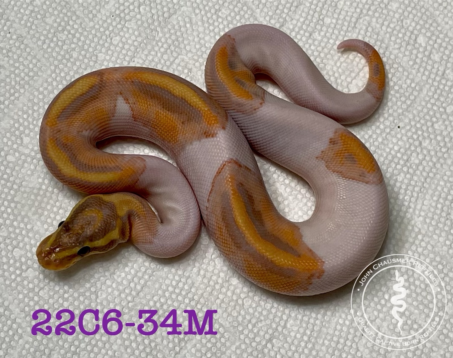 Banana Piebald Ball Python by John Chausmer Reptiles - MorphMarket