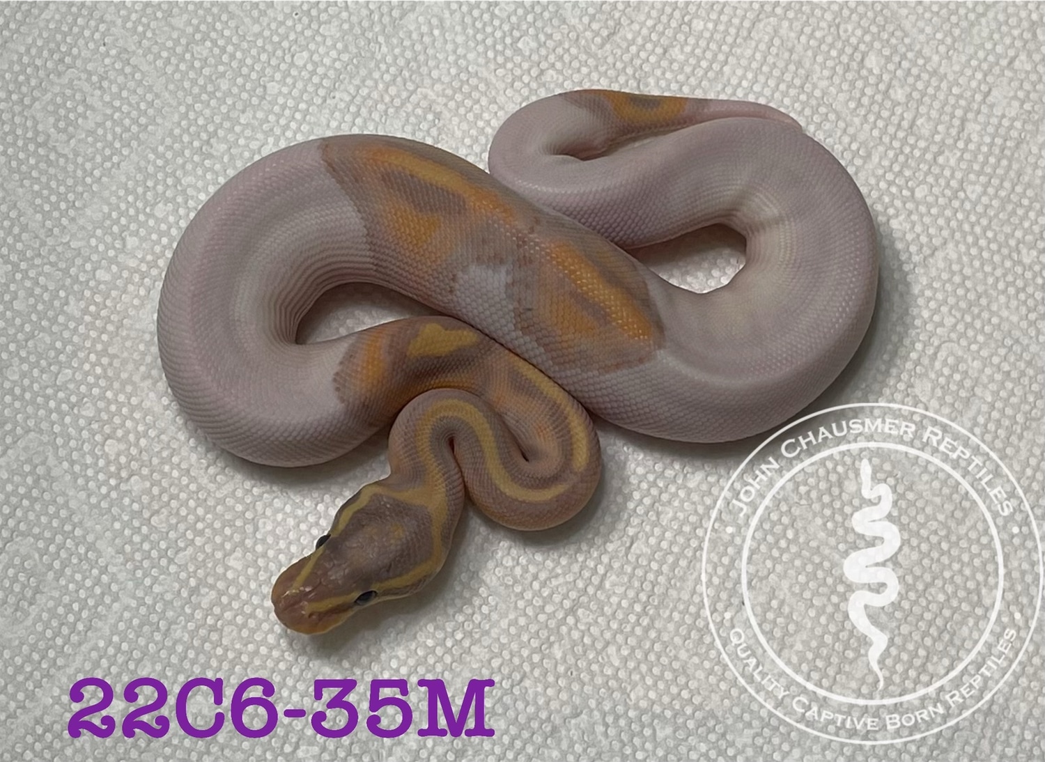 Banana Piebald Ball Python by John Chausmer Reptiles - MorphMarket
