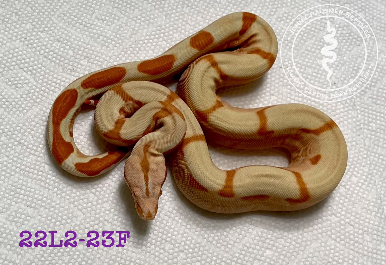 Pos Super Sunglow Boa Constrictor by John Chausmer Reptiles - MorphMarket