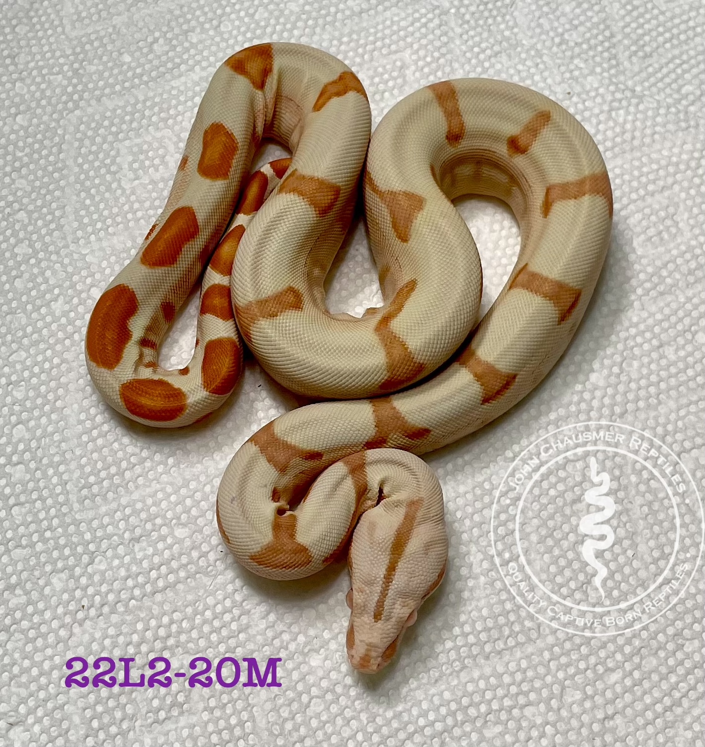 Pos Super Sunglow Jungle Boa Constrictor by John Chausmer Reptiles ...