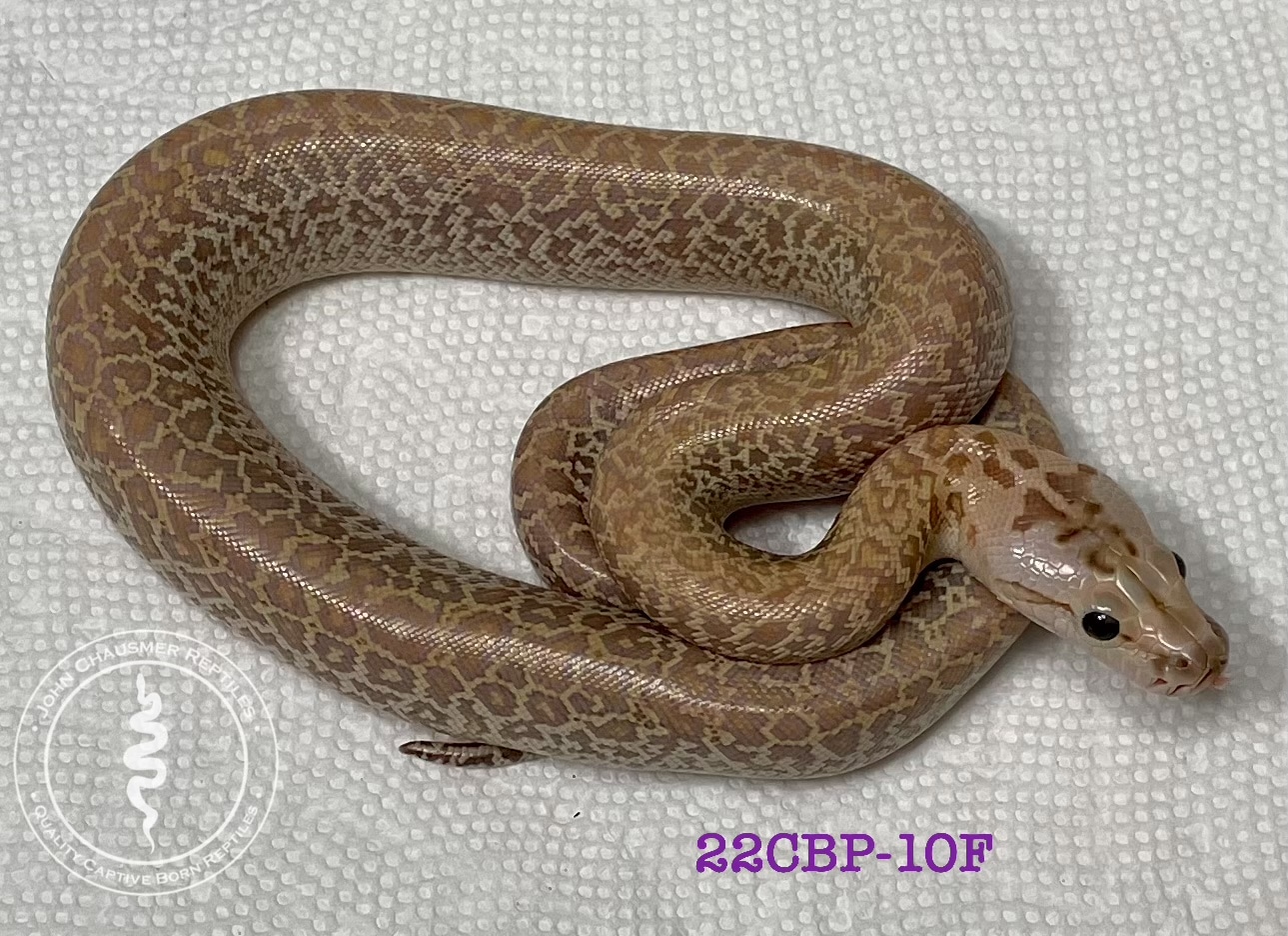 Hypo Granite Het Albino 50% Het Green Burmese Python by John Chausmer ...