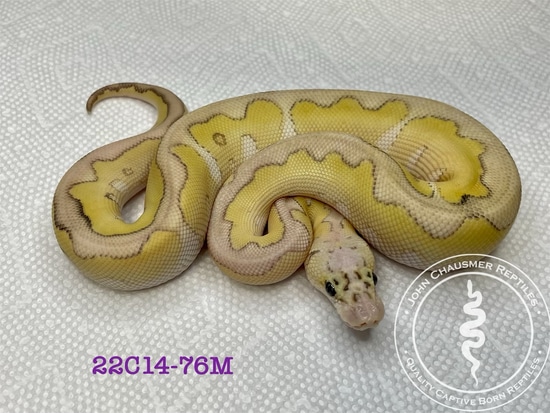 Super Pastel Lesser Clown Ball Python by John Chausmer Reptiles