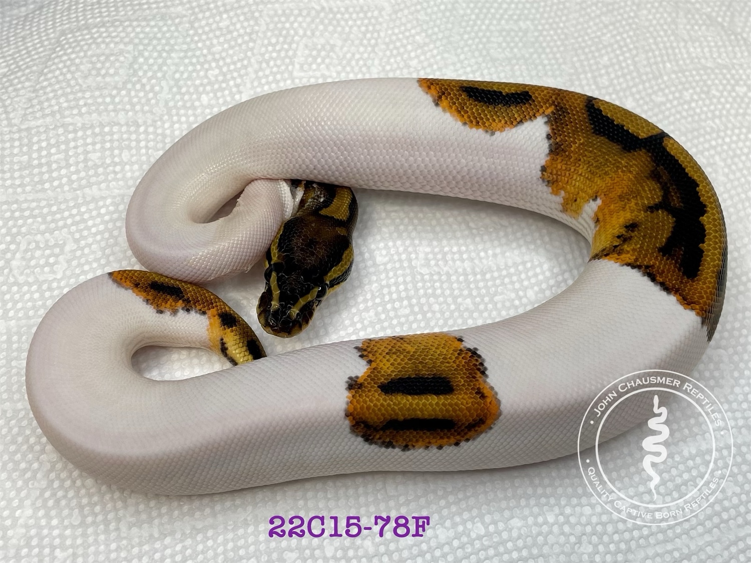 Piebald Ball Python by John Chausmer Reptiles - MorphMarket