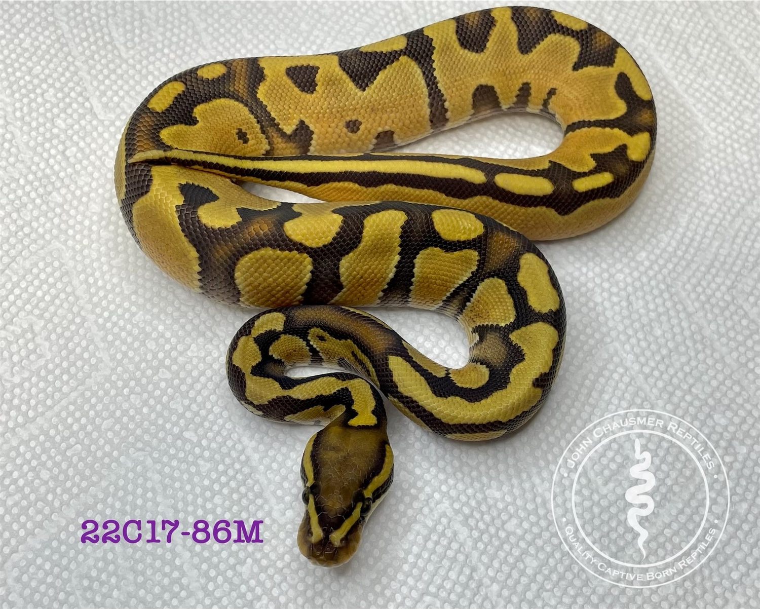 Hypo Enchi Het Piebald Ball Python by John Chausmer Reptiles - MorphMarket