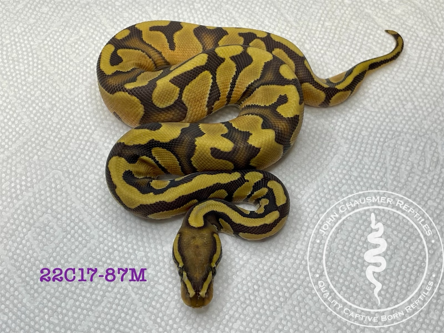 Hypo Enchi Het Piebald Ball Python by John Chausmer Reptiles - MorphMarket