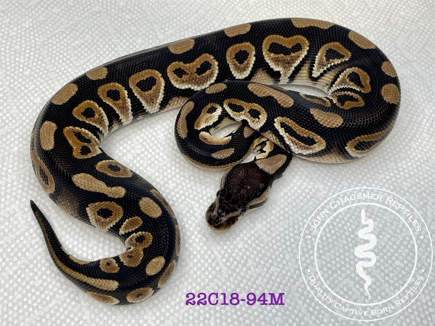 Cinnamon Het Clown Pos Het DG Ball Python by John Chausmer Reptiles ...