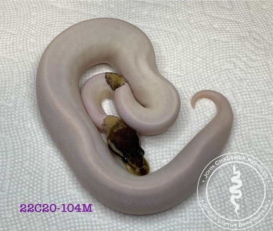 Black Pewter Piebald Ball Python by John Chausmer Reptiles