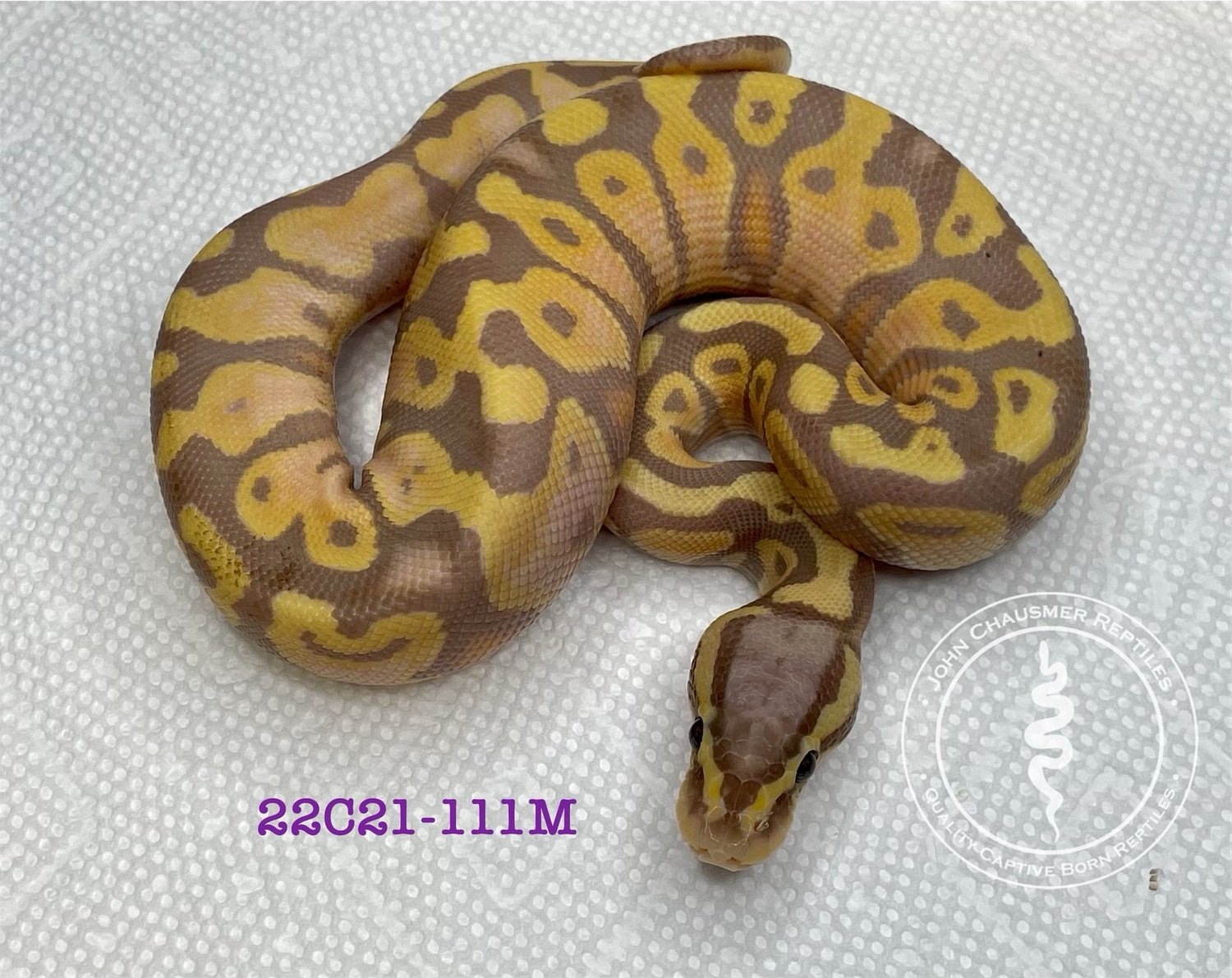 Pastel Banana Het Clown Ball Python by John Chausmer Reptiles - MorphMarket