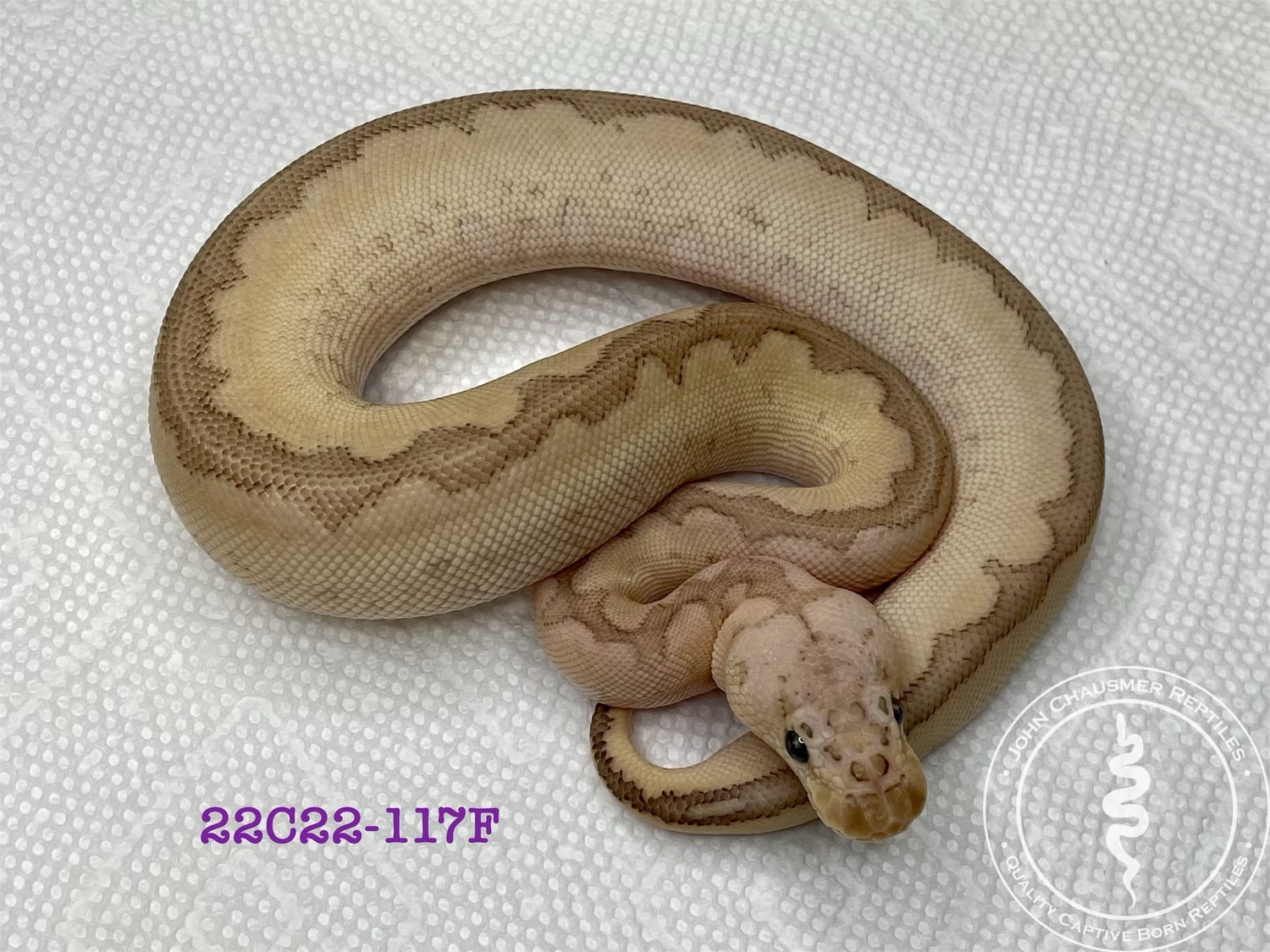 Super Pastel Bamboo Clown Ball Python by John Chausmer Reptiles ...