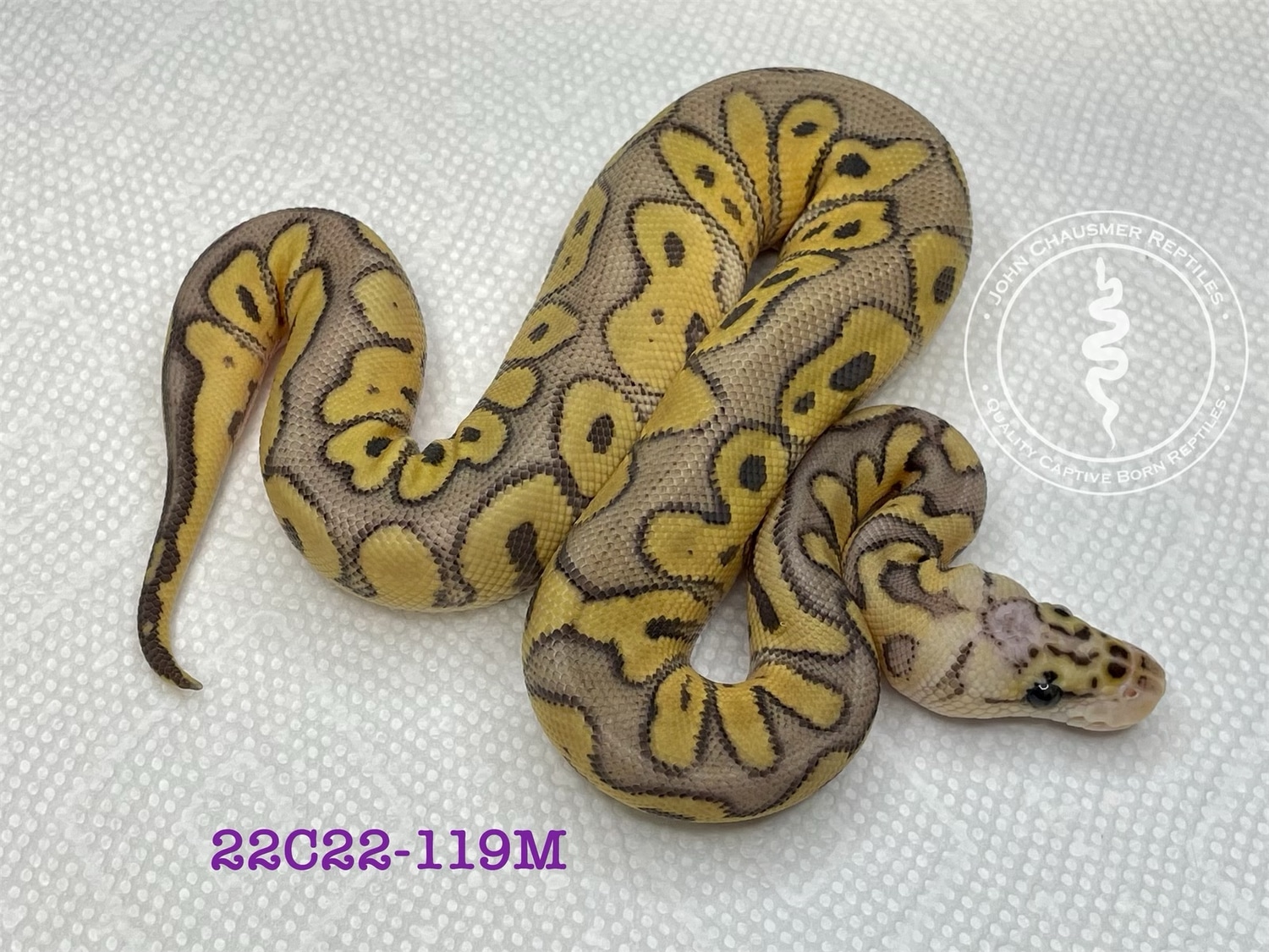 Killer Clown Ball Python by John Chausmer Reptiles - MorphMarket