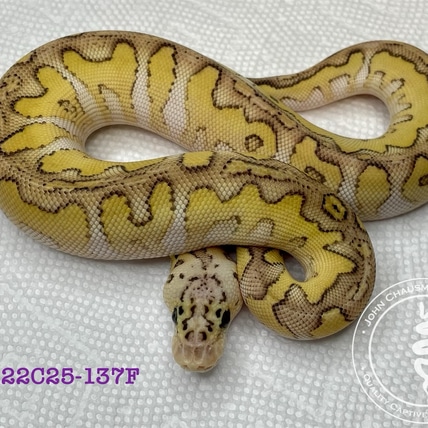 Champagne Cinnamon GHI Ball Python by John Chausmer Reptiles - MorphMarket