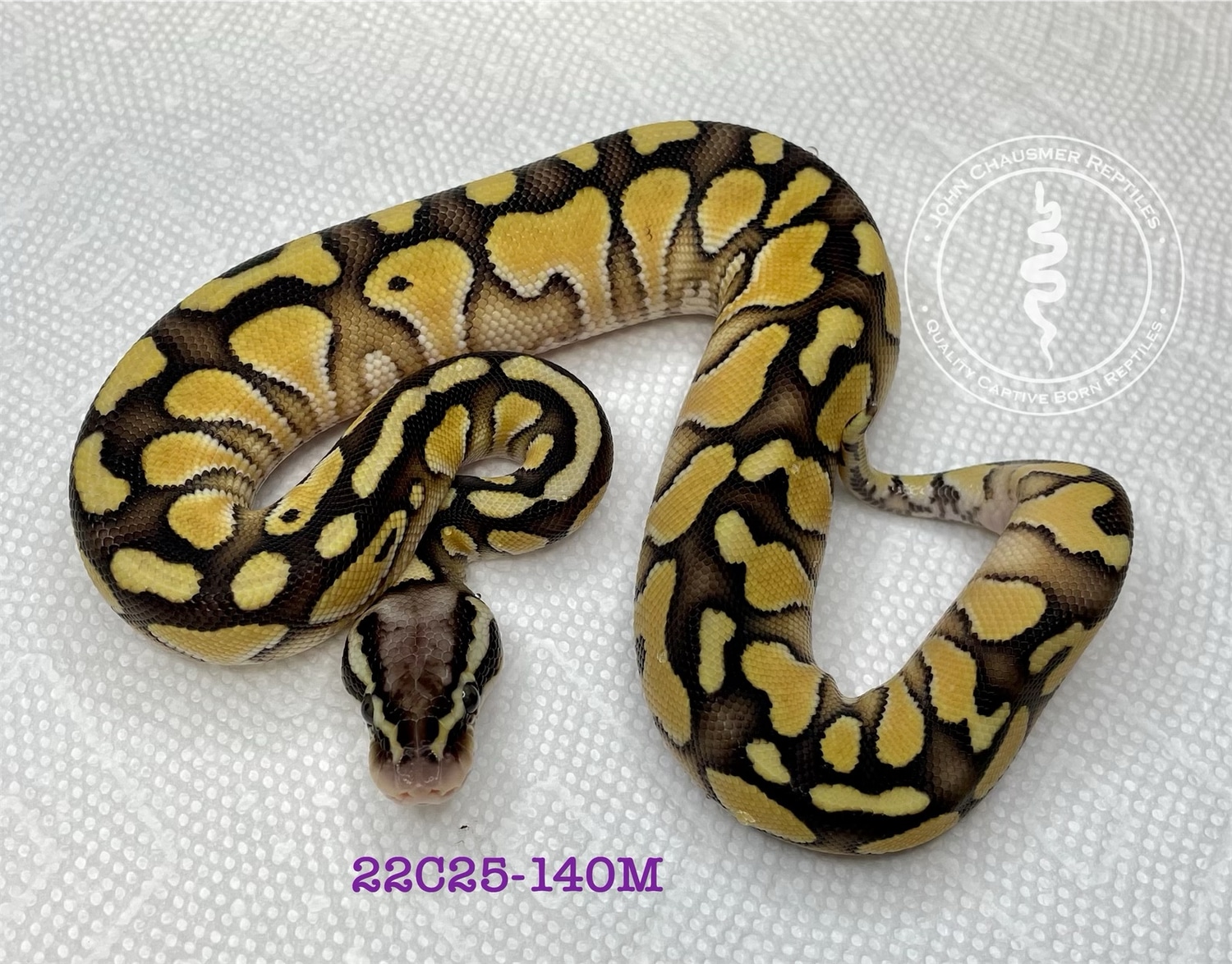 Pastel Lesser Het Clown Ball Python by John Chausmer Reptiles - MorphMarket