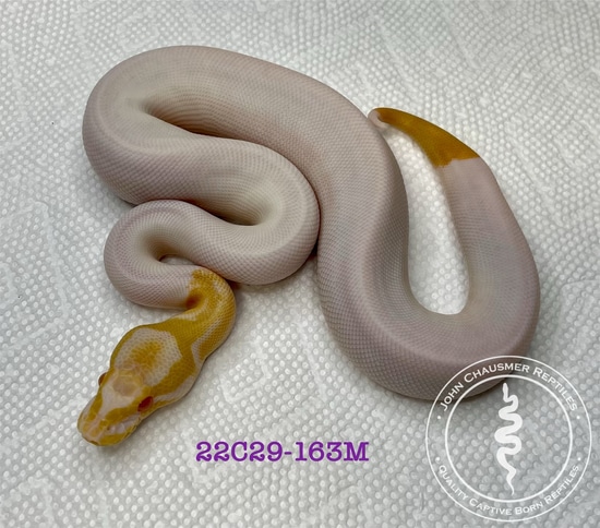 Albino Piebald Ball Python by John Chausmer Reptiles