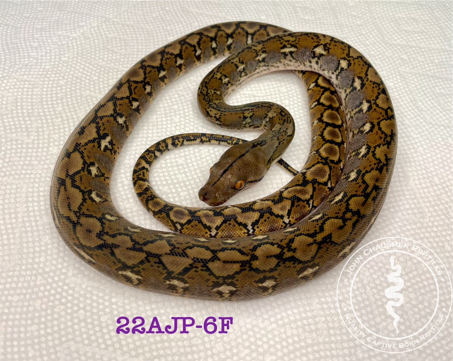 Classic 66% Het Albino 50% Het Anery 31.25% Kalatoa Reticulated Python ...