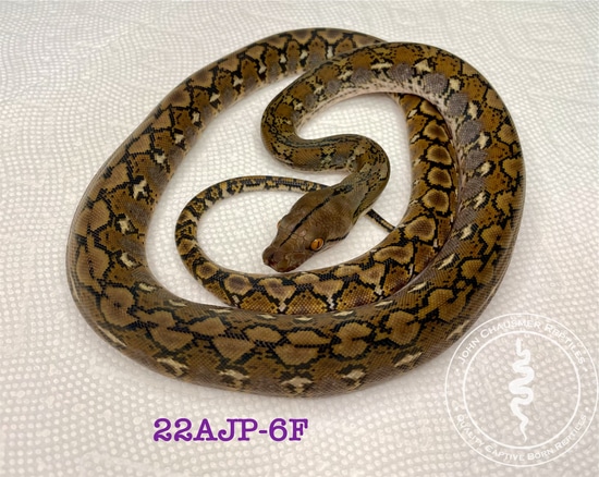 Classic 66% Het Albino 50% Het Anery 31.25% Kalatoa Reticulated Python ...